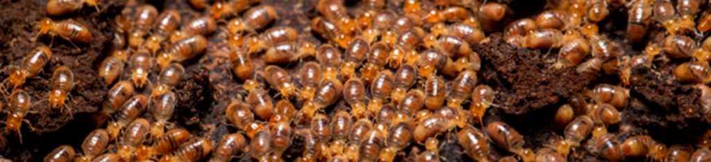 Control De Plagas Valencia Precios - Control De Plagas Biochemical